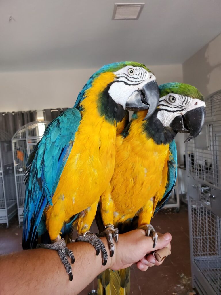 Adoption Process - Paradise Parrot Rescue